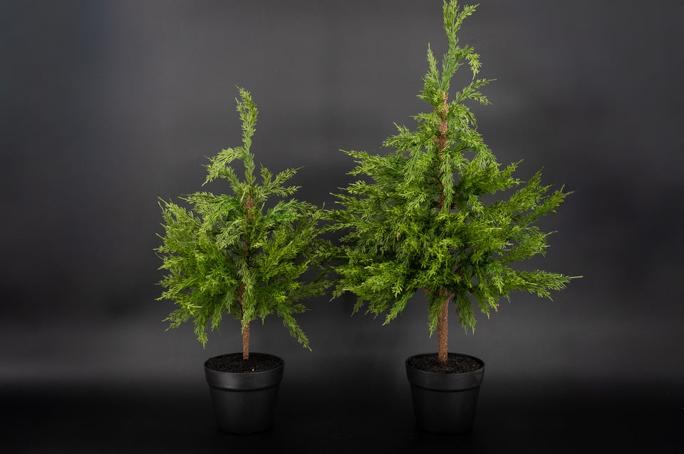 Potted Cedar Tree – The Velvet Noble